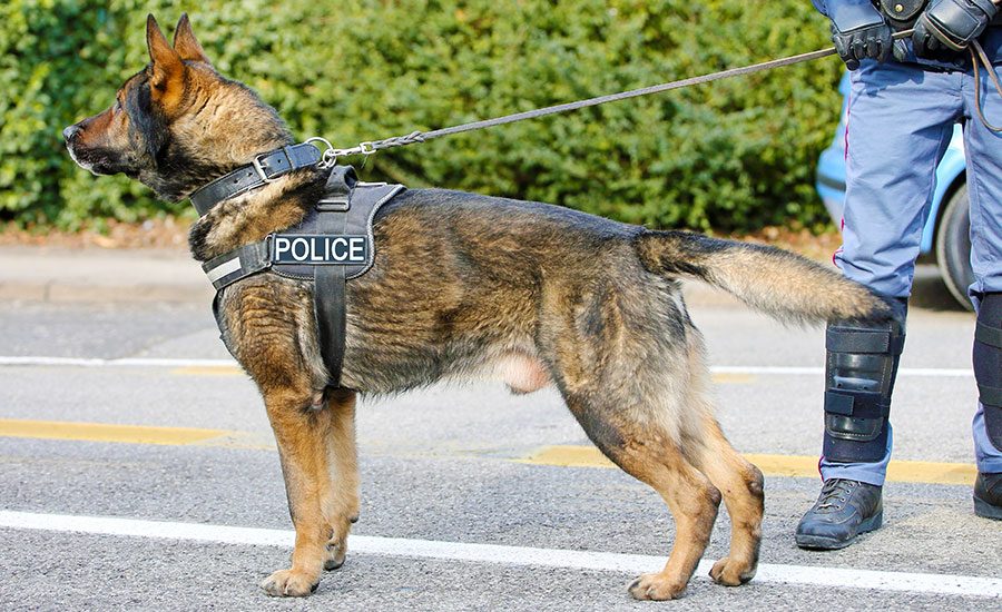 3 Factors for Explosive-Detection Canine Use in Stadium Security | 2017 ...
